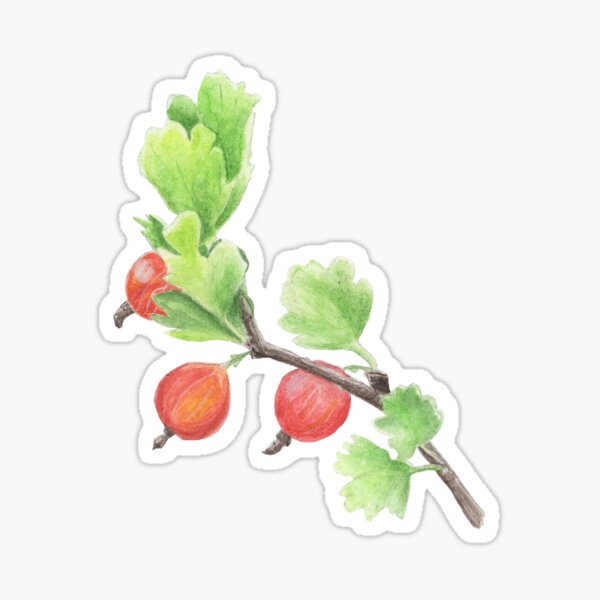 "gooseberry watercolor red berry" Sticker for Sale by vnmoore | Redbubble