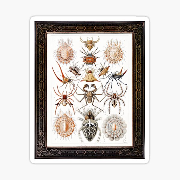 "Zoological board Arachnids - Zoological designs and zoology boards ...