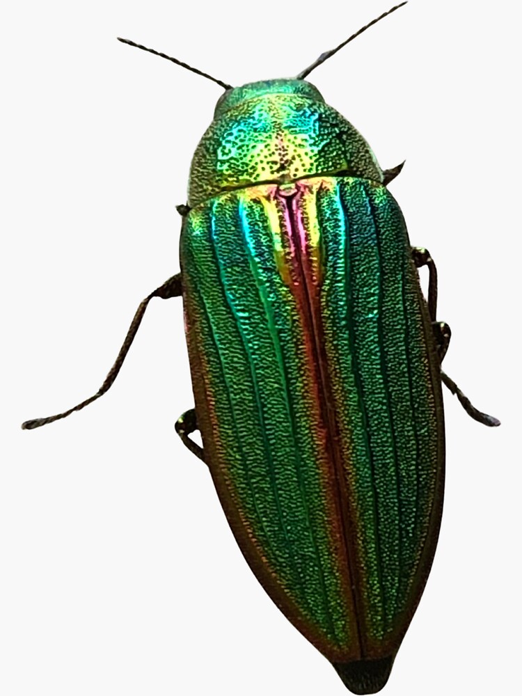 "Vibrant Emerald Green Insect (Real Bug) " Sticker for Sale by ...