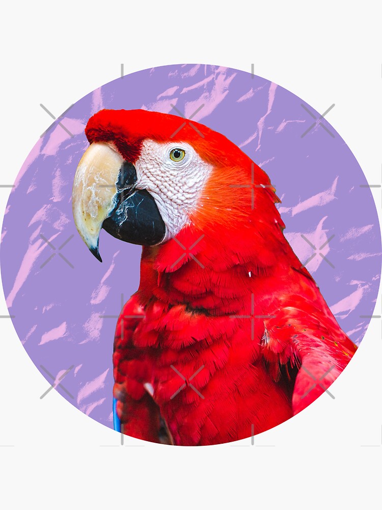 "Red parrot on lavender paper" Sticker for Sale by Mechalina | Redbubble
