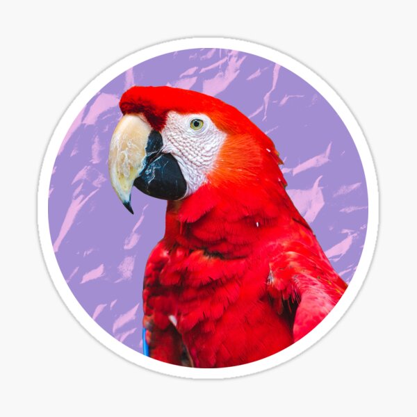 "Red parrot on lavender paper" Sticker for Sale by Mechalina | Redbubble