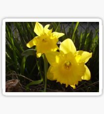Daffodil: Stickers | Redbubble