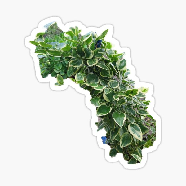 "Leaf" Sticker by zahir2021 | Redbubble