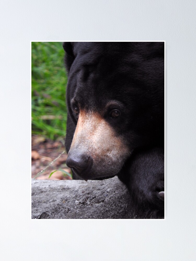 "Sun Bear" Poster for Sale by kirstybush | Redbubble
