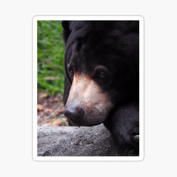 "Sun Bear" Sticker for Sale by kirstybush | Redbubble