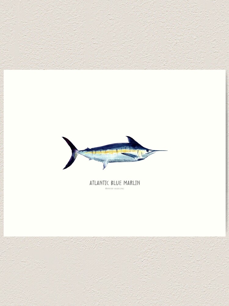 "Atlantic Blue Marlin (Watercolor Sketch), Fish, Ocean fish, pelagic ...