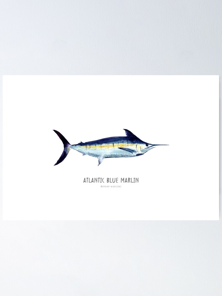 Póster «Marlín azul atlántico (boceto de acuarela), pez, pez de mar ...