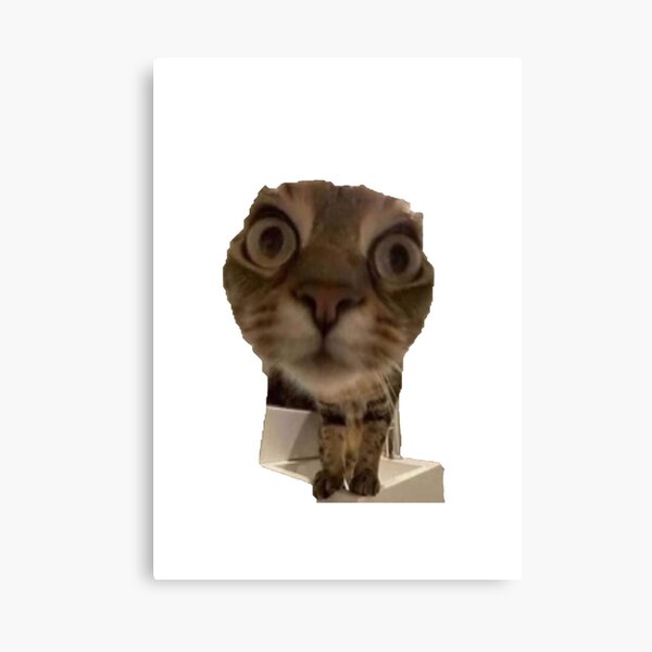 "Confused Cat Meme" Canvas Print for Sale by BeachHouseArt | Redbubble