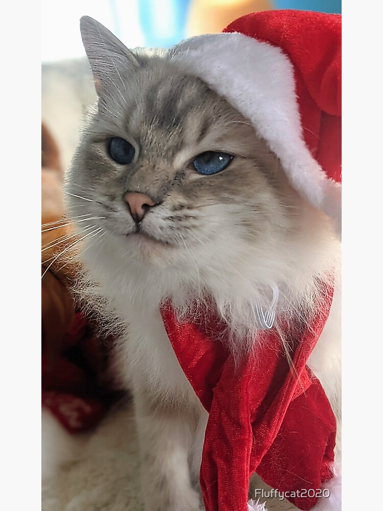 "Grumpy ragdoll cat Santa Saoirse" Poster for Sale by Fluffycat2020 ...