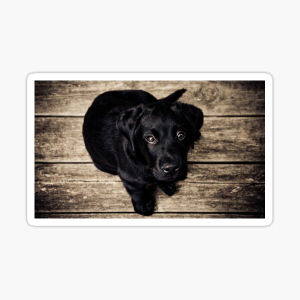 "Little black labrador" Sticker by ClaraNany | Redbubble