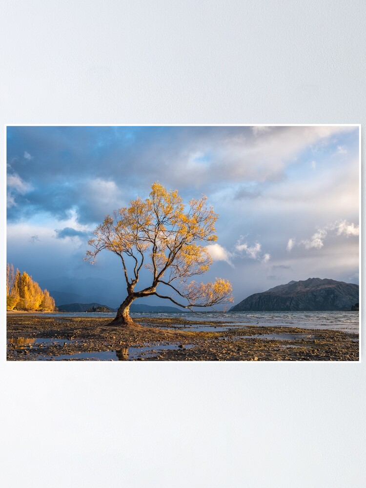 "The Wanaka Tree" Poster by nprotheroe | Redbubble