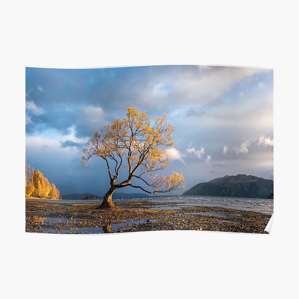 "The Wanaka Tree" Poster by nprotheroe | Redbubble