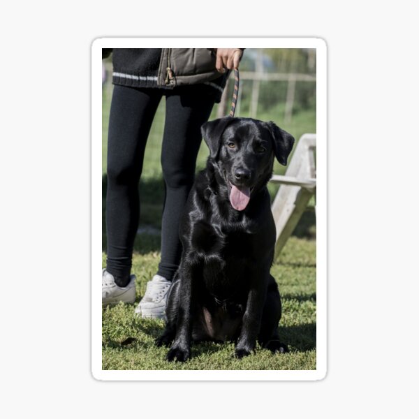 "Sitting black Labrador" Sticker for Sale by ClaraNany | Redbubble