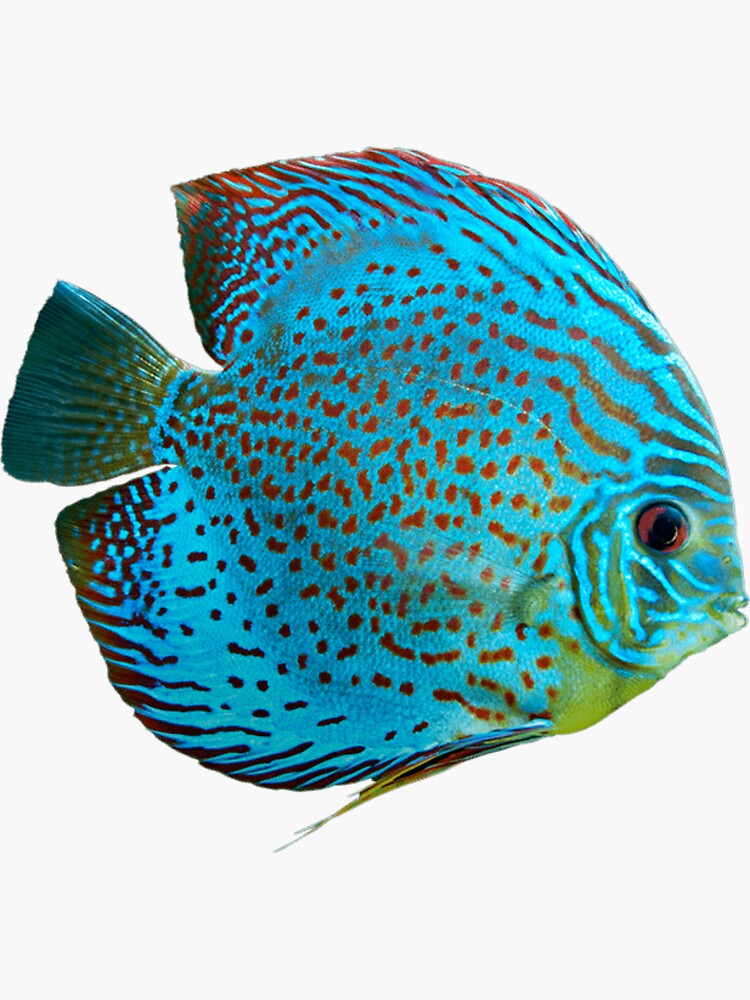 "Discus - For All Discus Fish Lovers" Sticker for Sale by AquariumExp ...