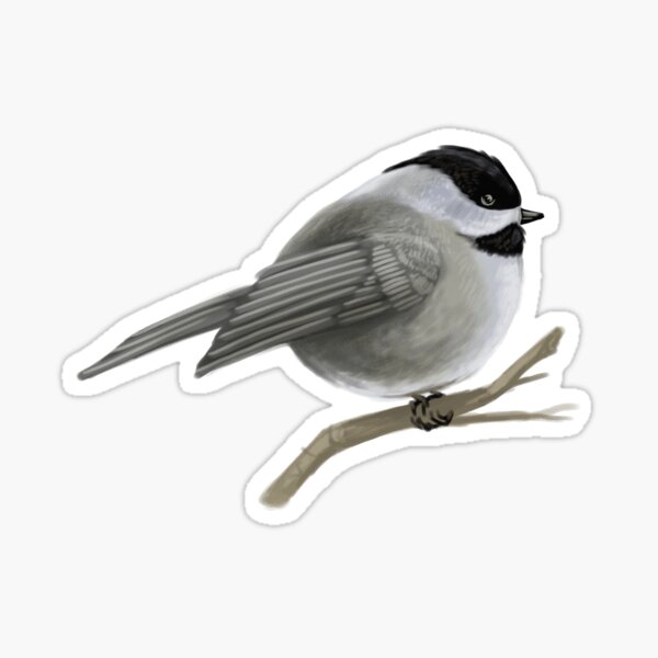 "Carolina Chickadee" Sticker for Sale by degeneroot | Redbubble