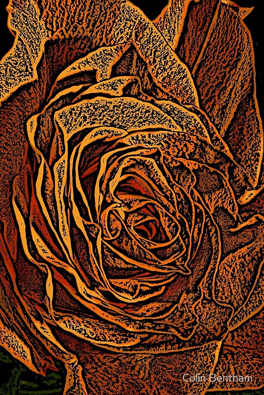 "Rose Woodcut" by Colin Bentham | Redbubble