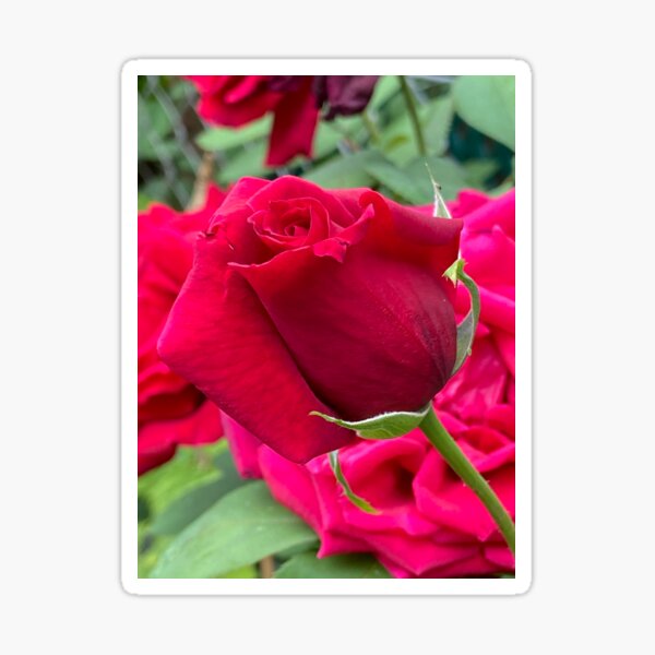 "Feel the red rose bud" Sticker for Sale by ponted | Redbubble