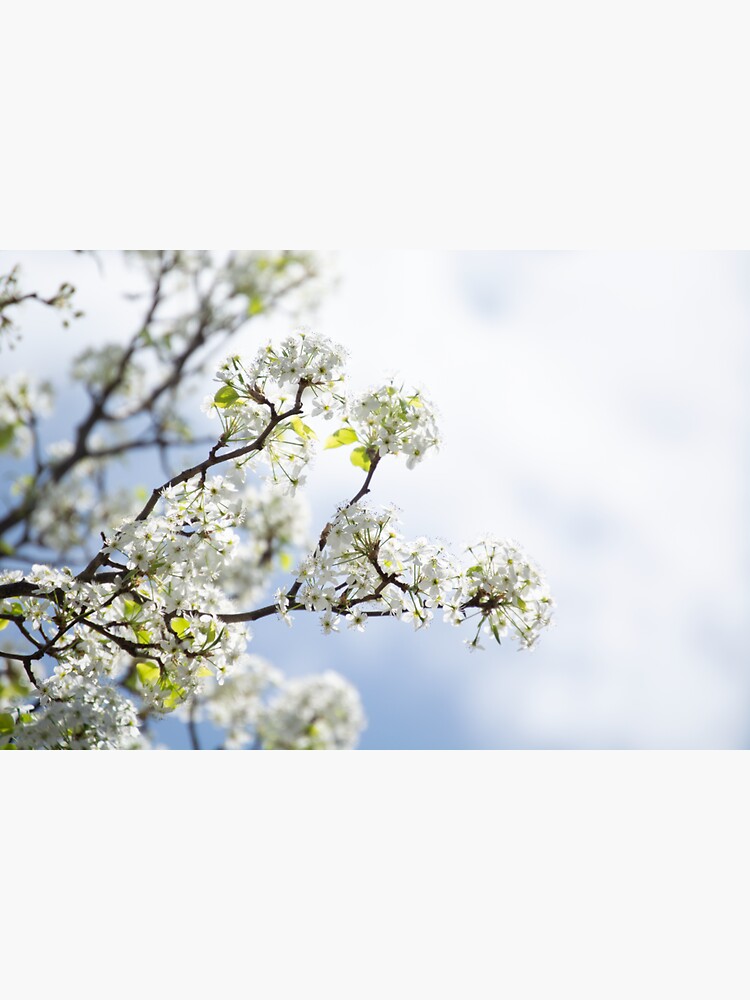 "White flowers" Sticker by magicmonk | Redbubble