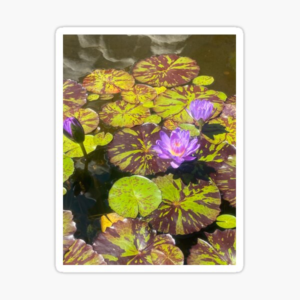 "Water lily" Sticker by KnucklesArt | Redbubble