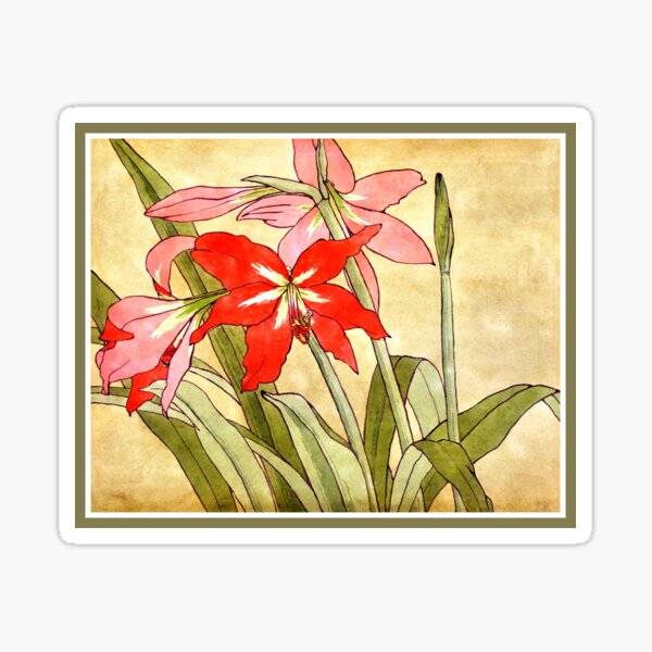 "Amaryllis" Sticker for Sale by artistoutfitter | Redbubble
