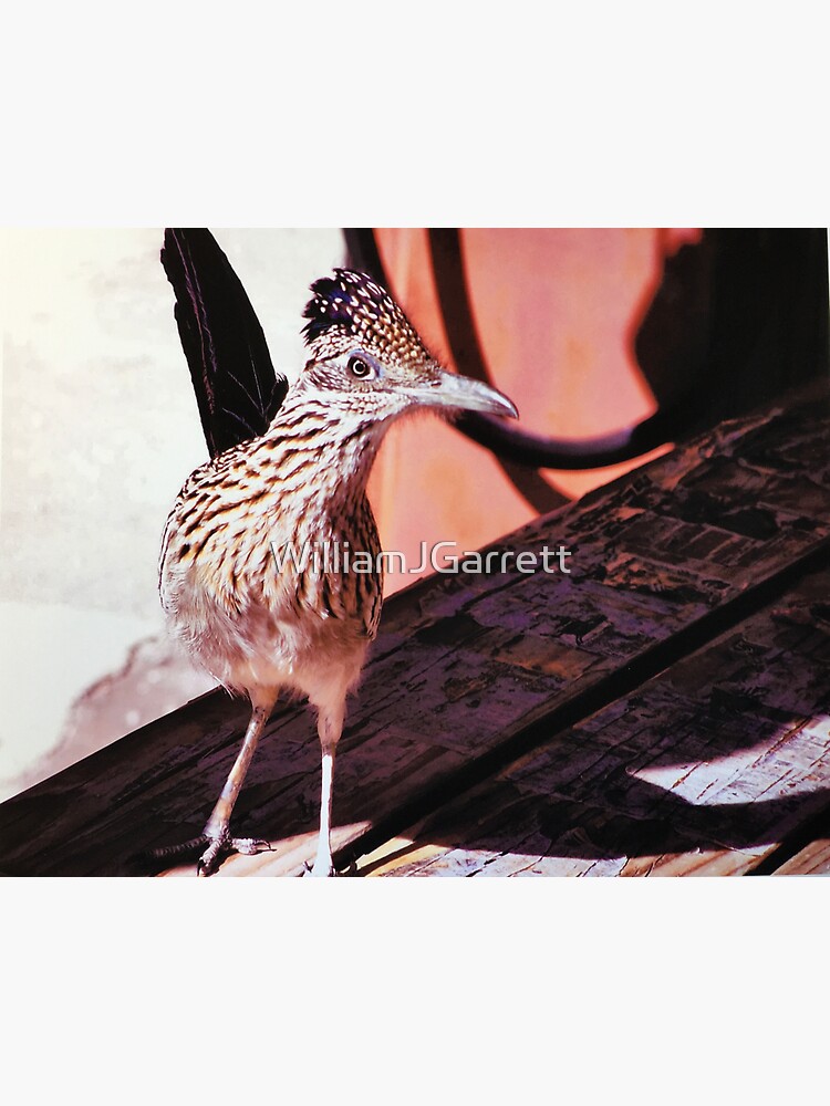 "Road Runner - Arizona Desert " Sticker by WilliamJGarrett | Redbubble