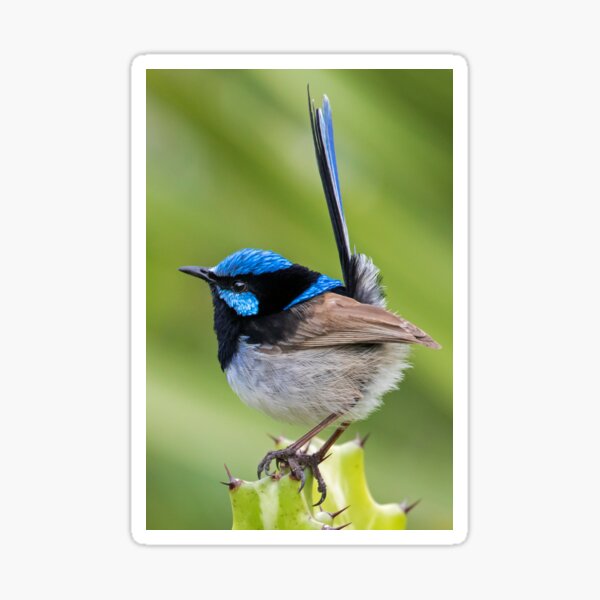 "Superb Fairy Wren" Sticker for Sale by bidkev1 | Redbubble