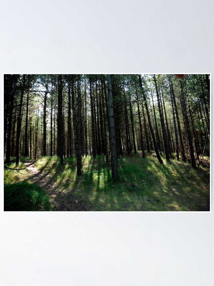 "Black Tree Trunks." Poster by klsmile | Redbubble