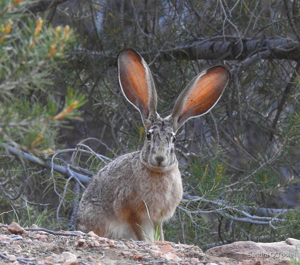 "Jackrabbit, rabbit, wildlife, wild animals, Curious Jack" by Sandra O ...