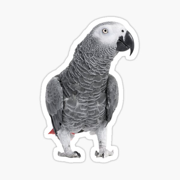 "African Grey Parrot" Sticker for Sale by AKindChap | Redbubble