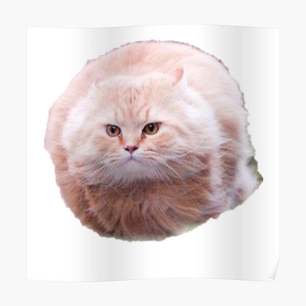 "Bullet Cat | Funny Meme" Poster for Sale by memeology69 | Redbubble