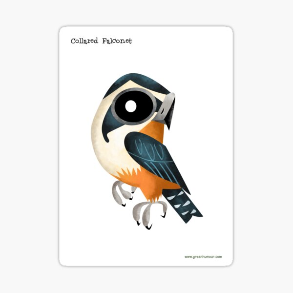 "Collared Falconet caricature" Sticker for Sale by rohanchak | Redbubble