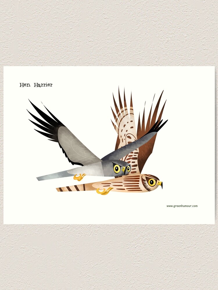 "Hen Harrier caricature" Art Print for Sale by rohanchak | Redbubble