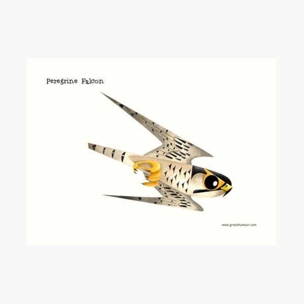 "Peregrine Falcon diving caricature" Art Print by rohanchak | Redbubble