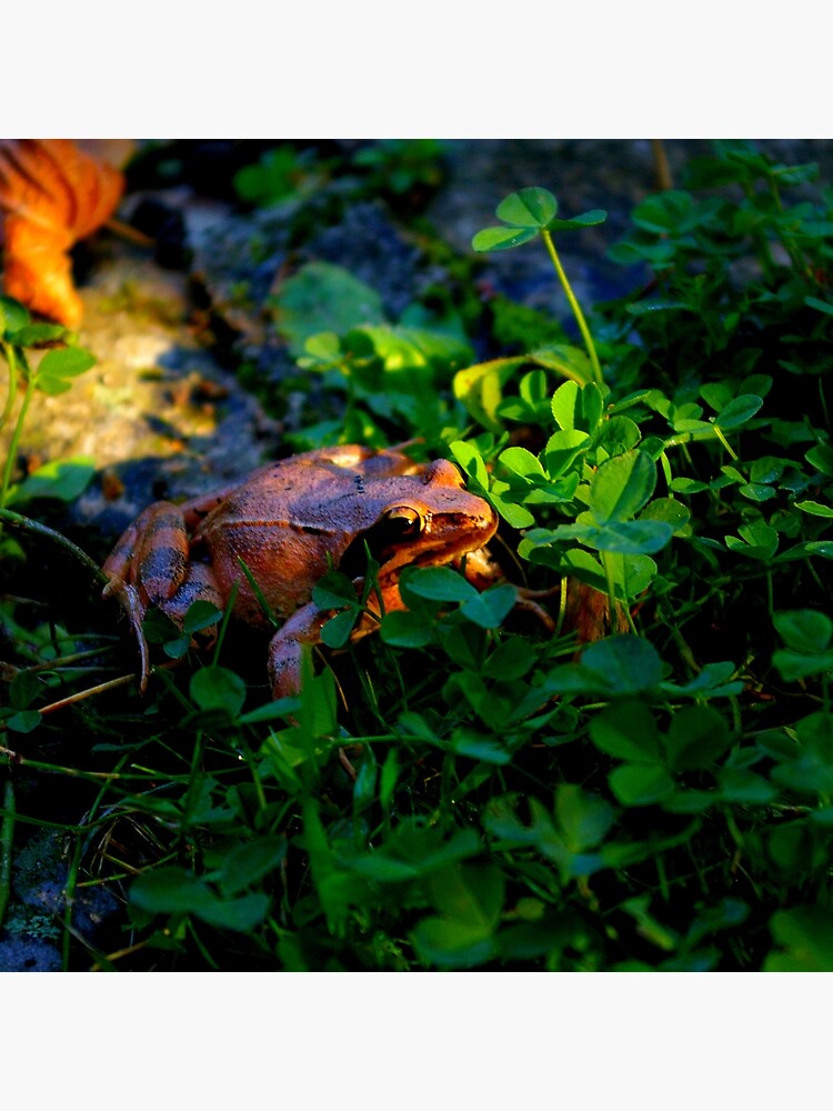 "toad photo with high resolution quality" Poster for Sale by Allyouneed ...