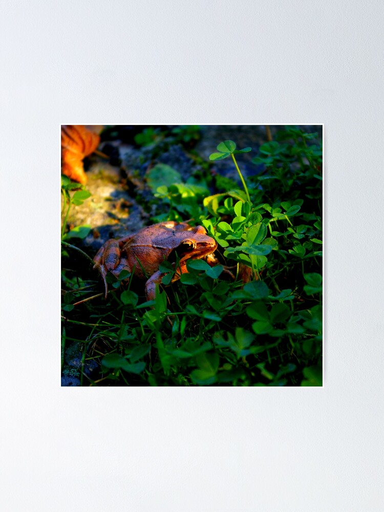"toad photo with high resolution quality" Poster for Sale by Allyouneed ...
