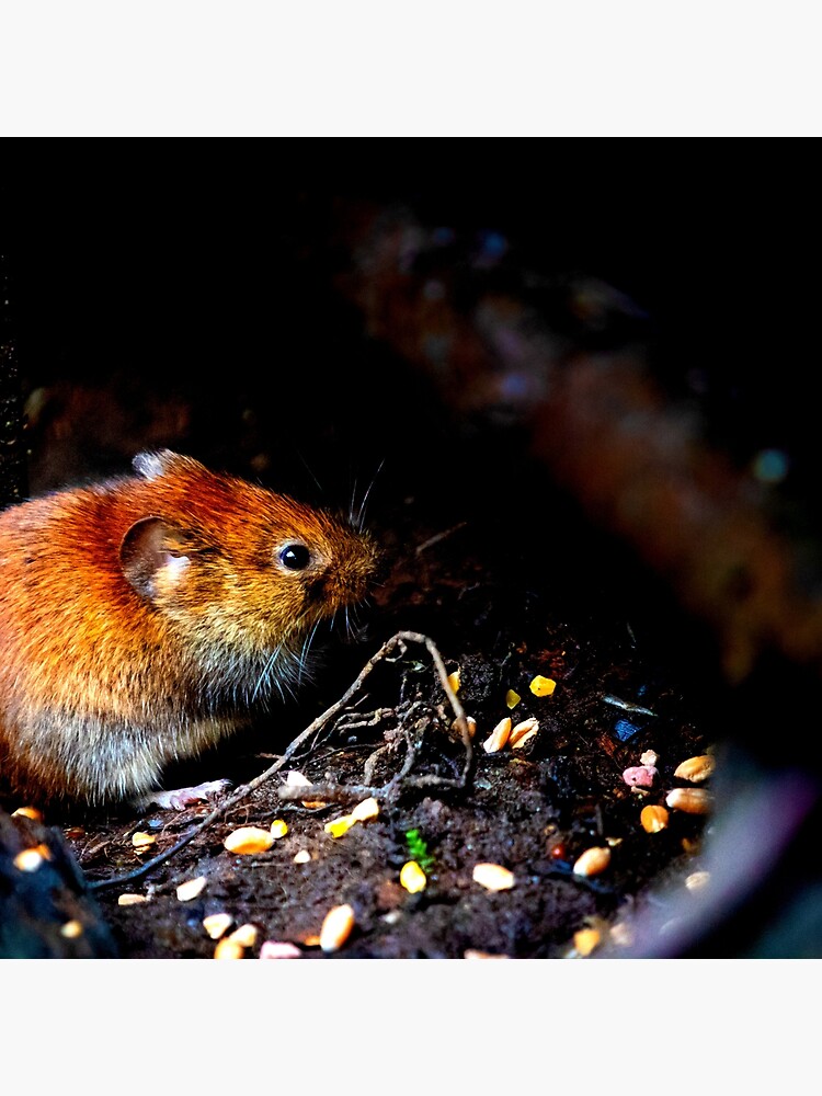 " rat photo with high resolution quality" Poster for Sale by Allyouneed ...