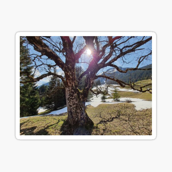 "Image of a tree, mountain landscape, Alps" Sticker by Lalina9 | Redbubble