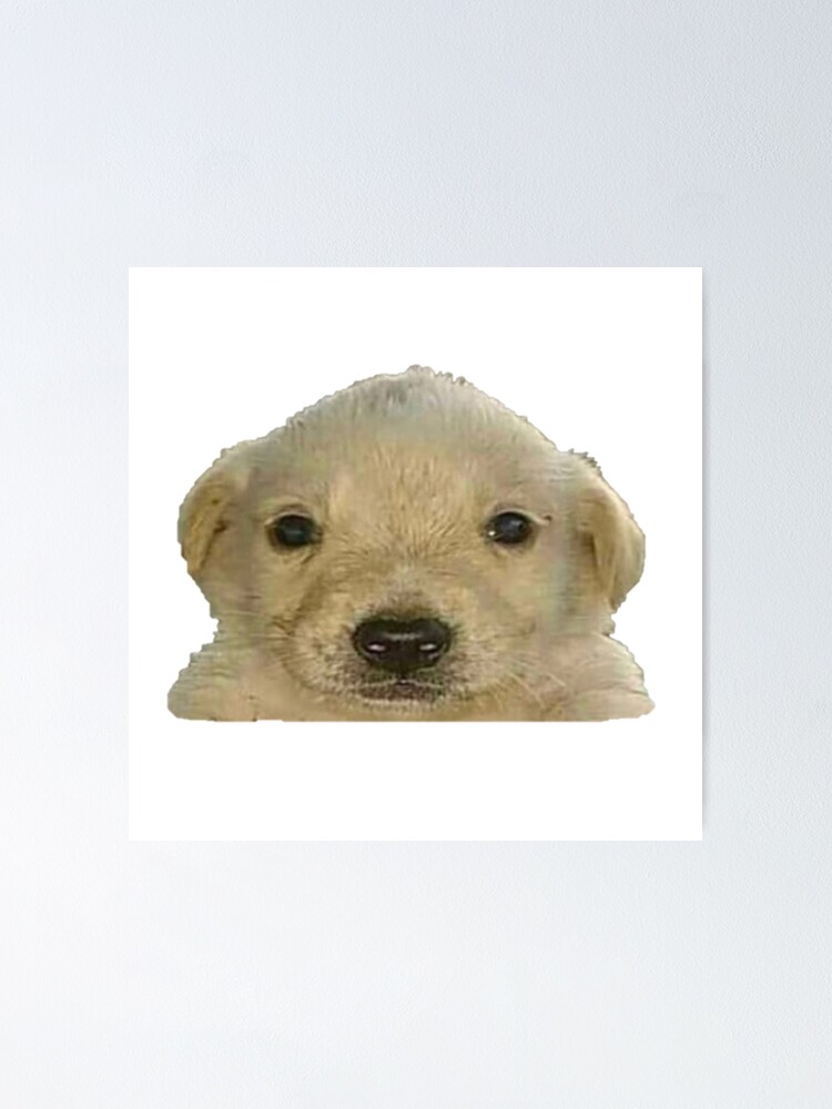 "Jotchua Dog | Funny Meme" Poster by memeology69 | Redbubble