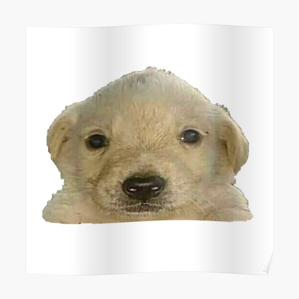 "Jotchua Dog | Funny Meme" Poster by memeology69 | Redbubble