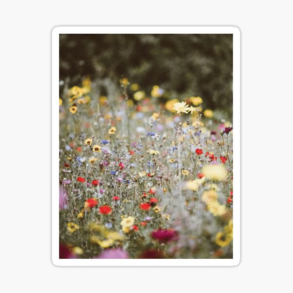 "Wildflowers" Sticker for Sale by TREKPix | Redbubble