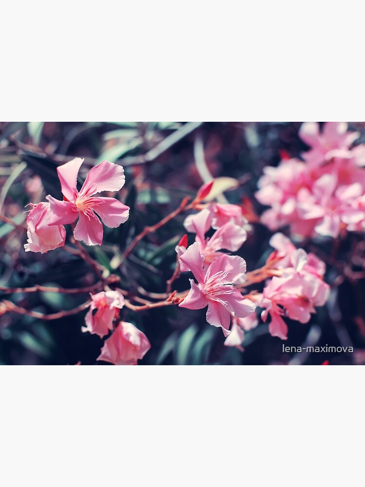 Póster «Flor de adelfa Nerium rosa» de lena-maximova | Redbubble