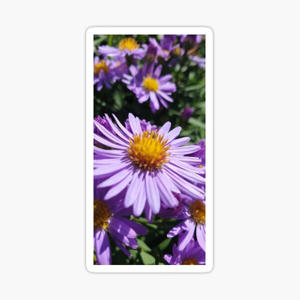 "Asters" Sticker by evmanchev | Redbubble