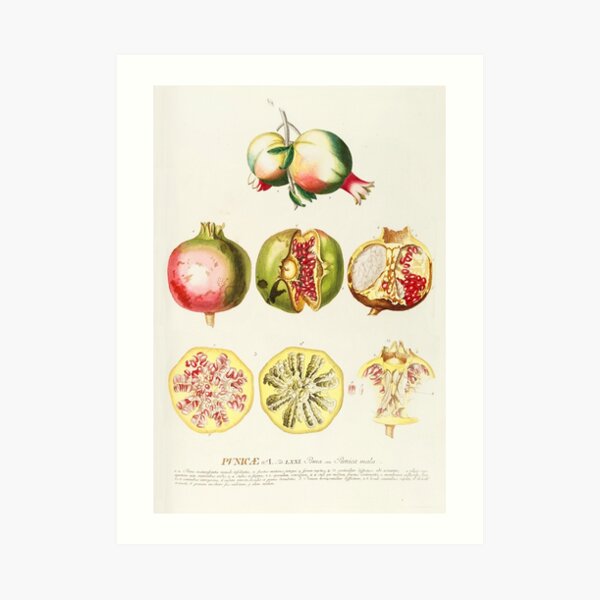 "Anatomy of a pomegranate - Botanical Illustration" Art Print for Sale ...