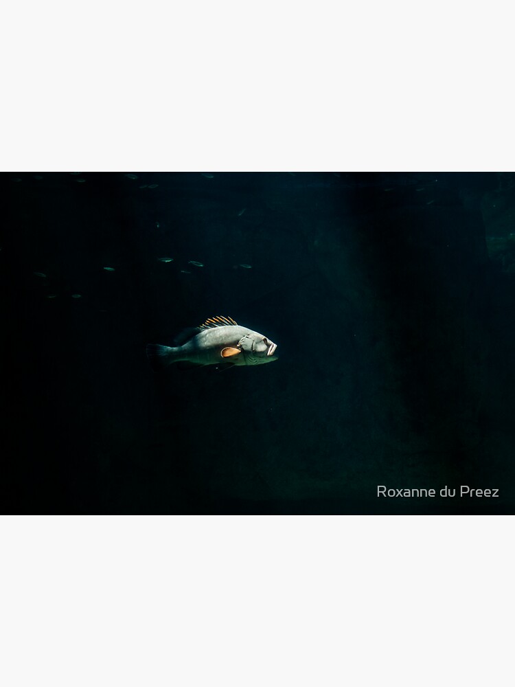 "Yellow Belly Rock Cod" Sticker for Sale by r0xii | Redbubble