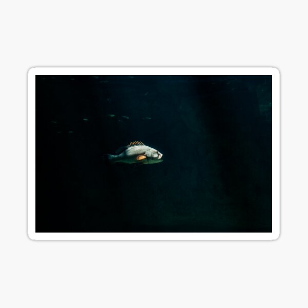 "Yellow Belly Rock Cod" Sticker for Sale by r0xii | Redbubble