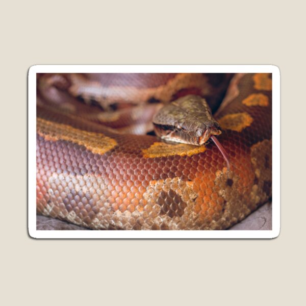 Blood Python Gifts & Merchandise | Redbubble