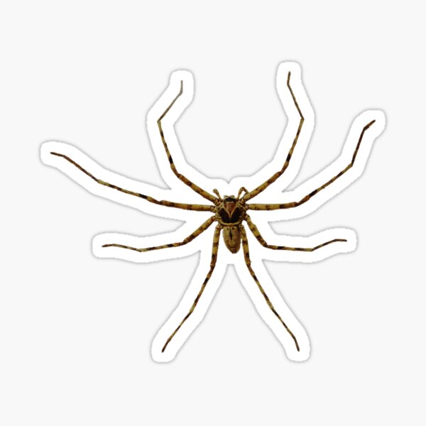 "Huntsman Spider" Sticker by inspireddezigne | Redbubble
