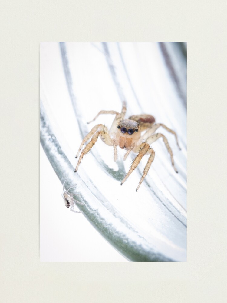 "Jumping spider mom & spiderling" Photographic Print by spiderdaynight ...