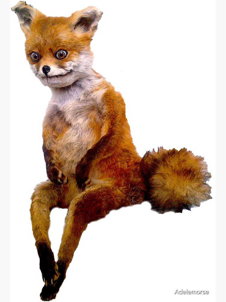 Weird Taxidermy Fox