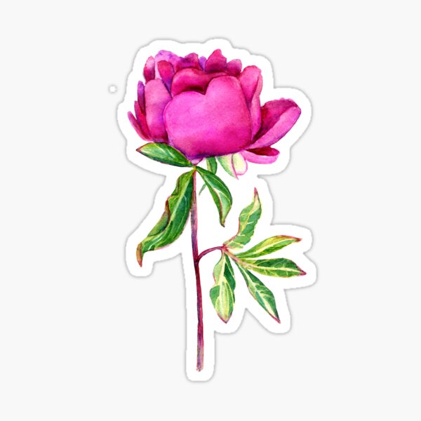 "Delicate watercolor pink peony" Sticker for Sale by 1317 | Redbubble